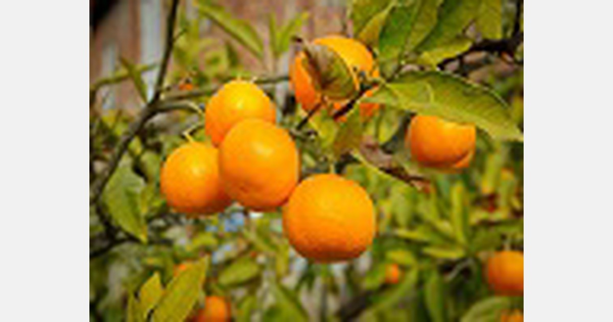 Mandarin prices on the rise in Russia