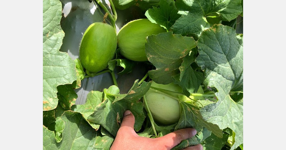 Low volumes result in strong melon market