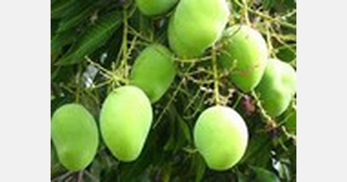 Intercropping of mangoes catching on in Andhra Pradesh