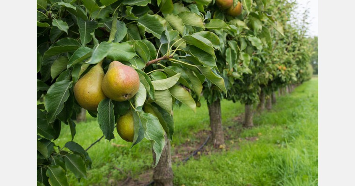 "Pre-ripening pears has driven up demand”