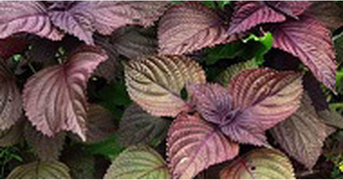 Drying process improves the nutraceutic value of perilla leaves