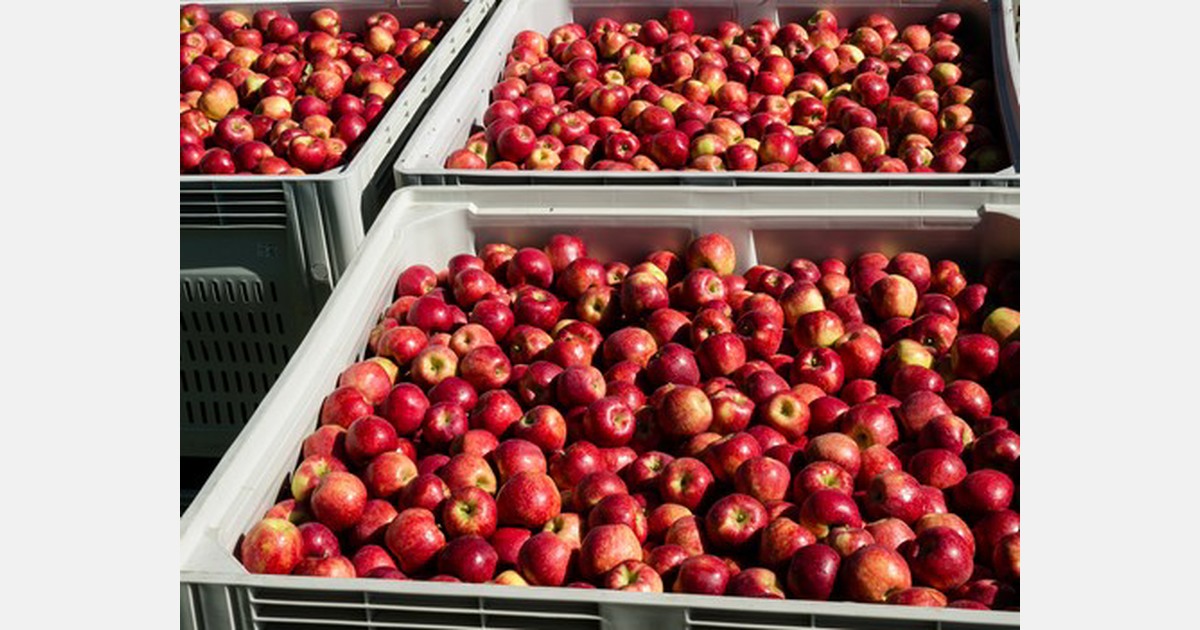 “The Pazazz apple will really shine in the New Year”