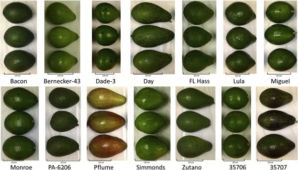 Investigating the fatty acid and VOCs profile in avocado genotypes ...