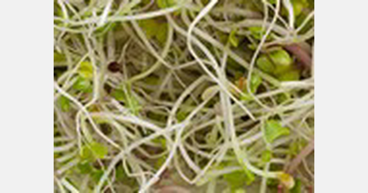 Clover sprouts recalled due to possible E.coli contamination