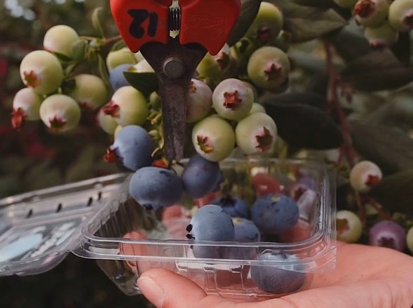 “The Mexican blueberry industry is facing important challenges”