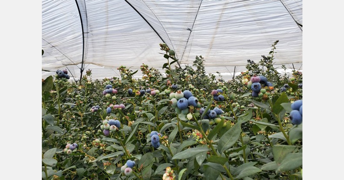 “The Mexican blueberry industry is facing important challenges”