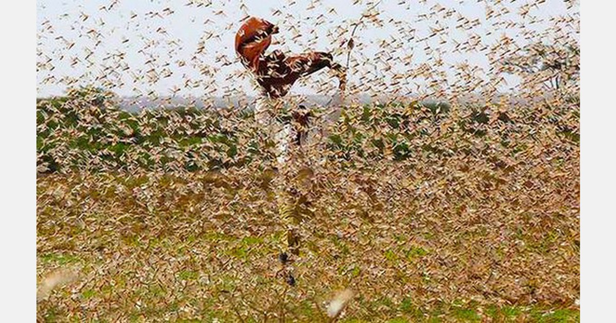 Locusts compound troubles of Somali farmers in flood-hit Hiran region