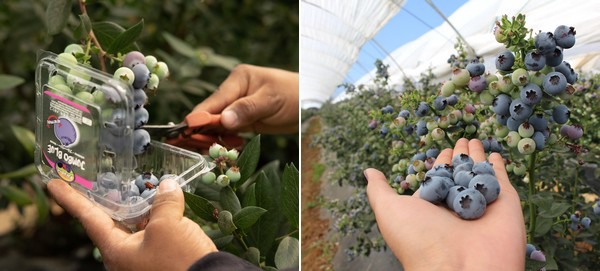 “The Mexican blueberry industry is facing important challenges”