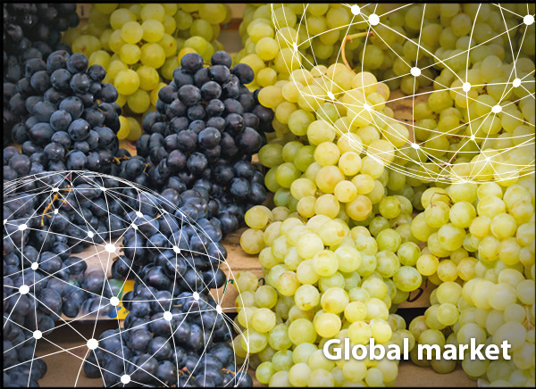 OVERVIEW GLOBAL TABLE GRAPE MARKET