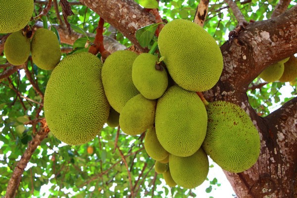 “Jackfruit is still mostly destined for the ethnic markets”