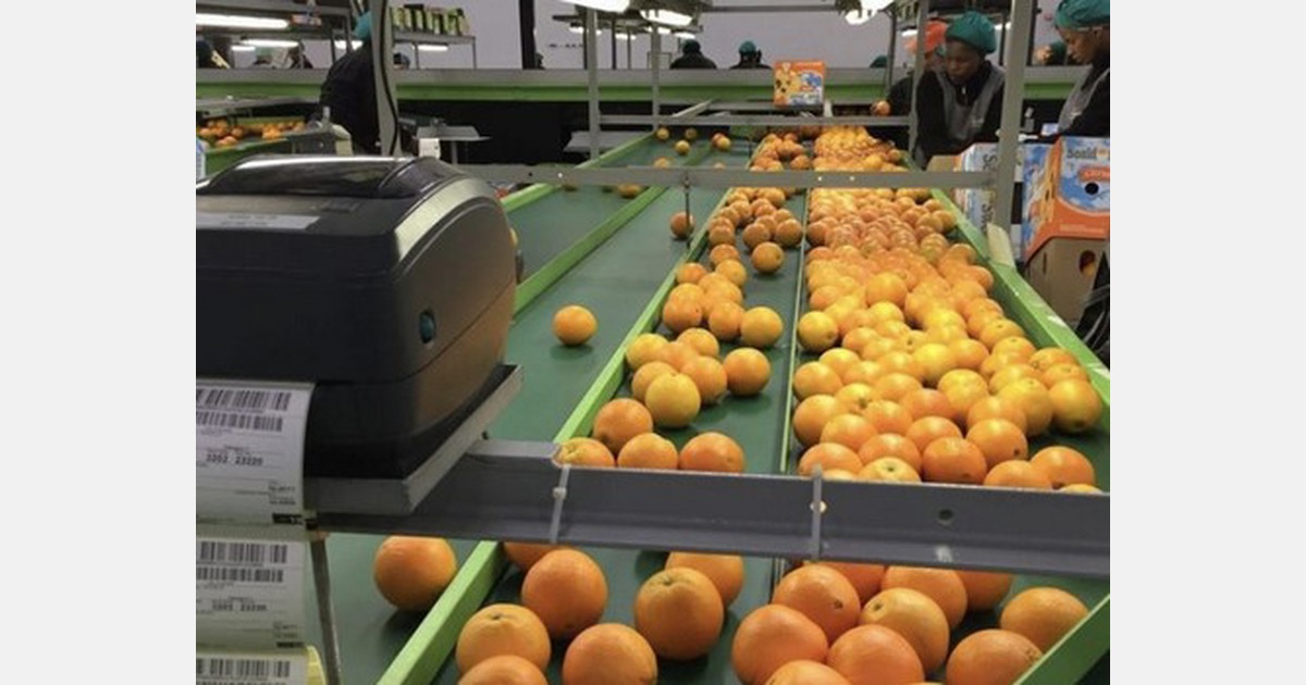 Better fruit for 2019-2020 Mexican citrus