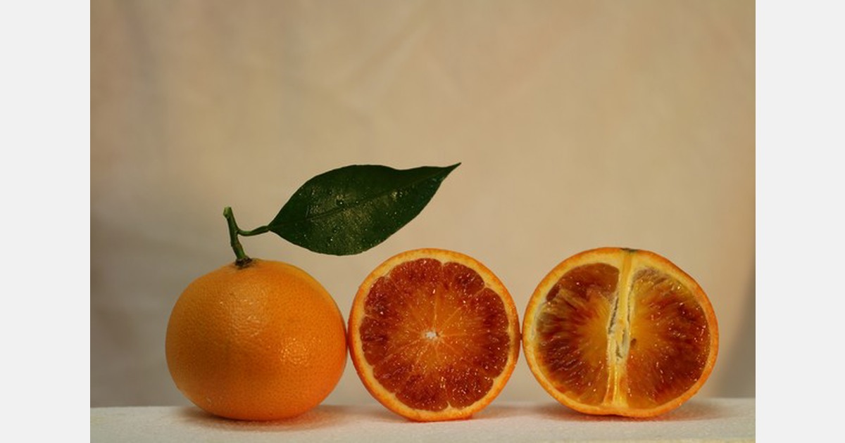 New red-fleshed mandarin variety debuts