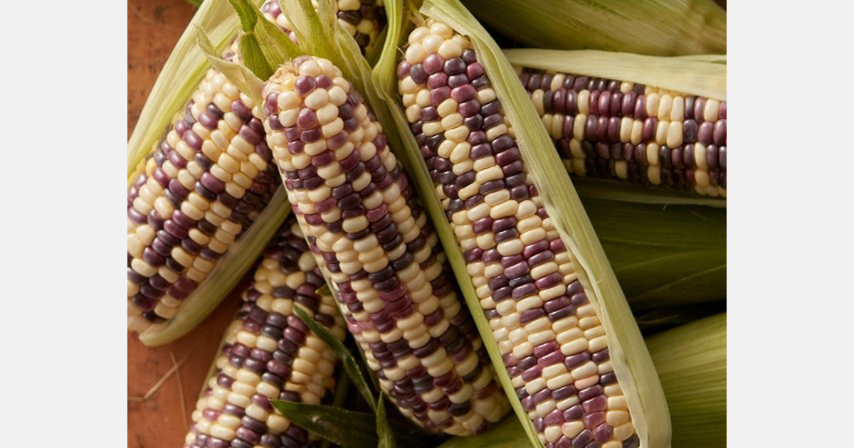 New purple and white sweet corn variety released