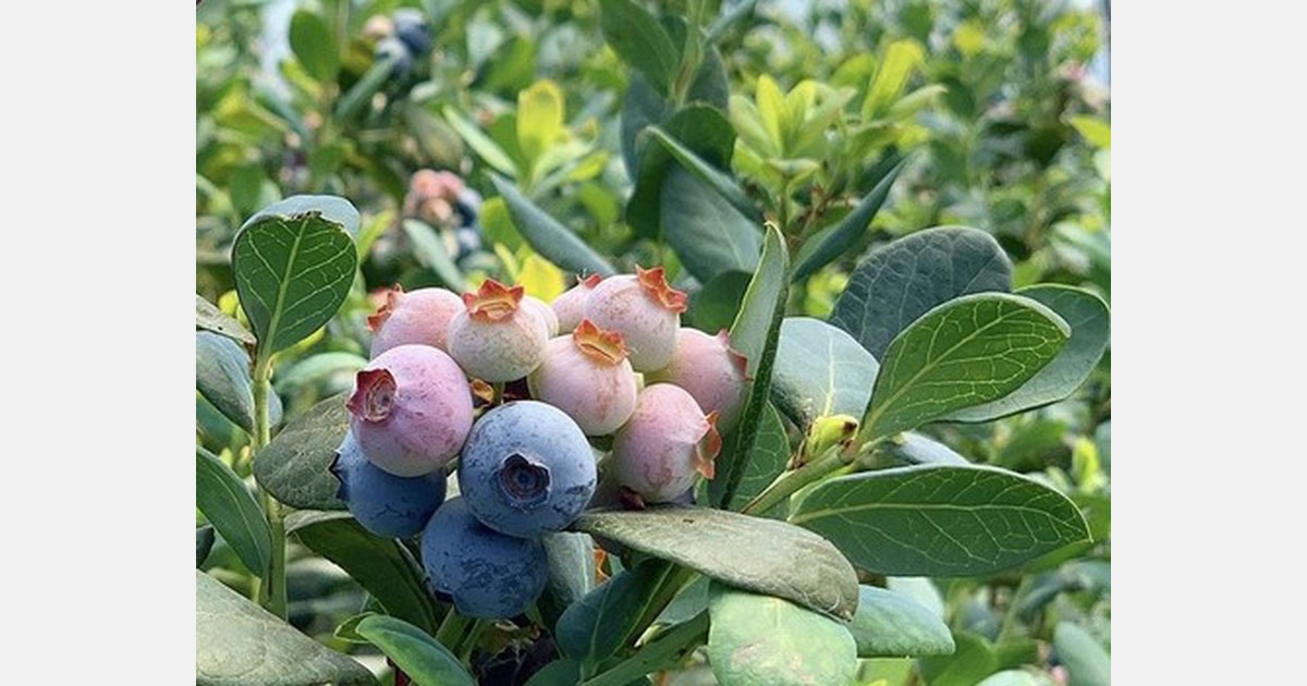 Demand for organic and conventional blueberries still rising