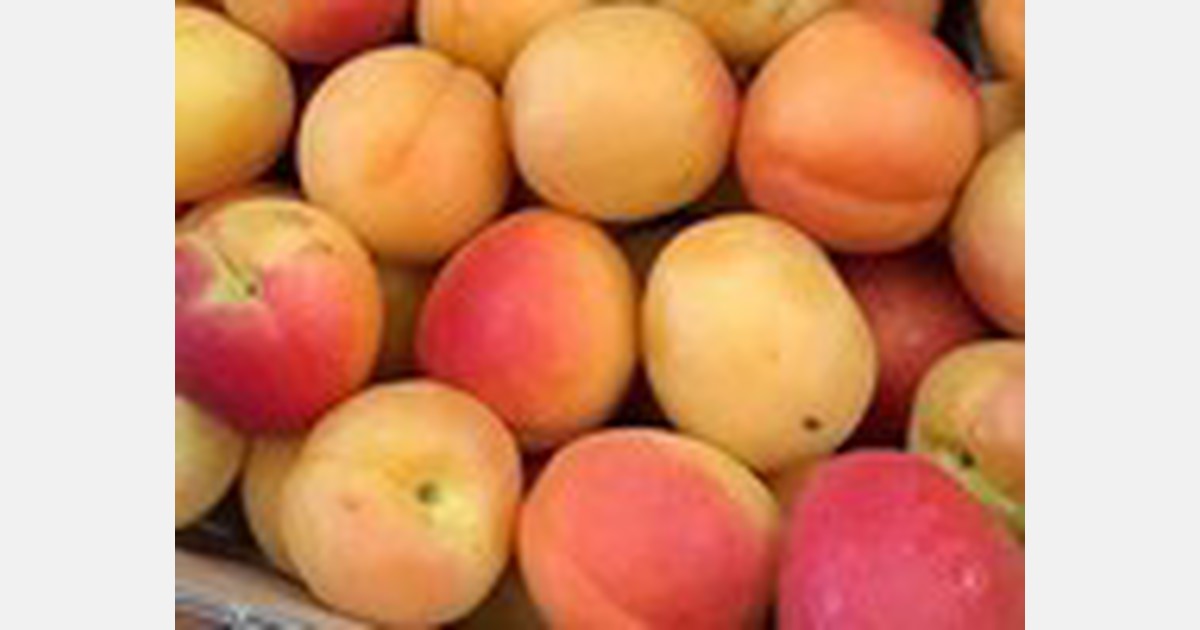 Sales in South East Asia help Australian stone fruit growers