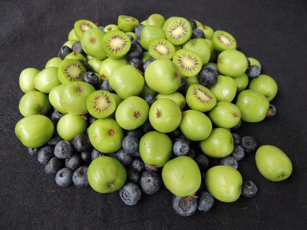 NZ kiwiberry harvest looking positive