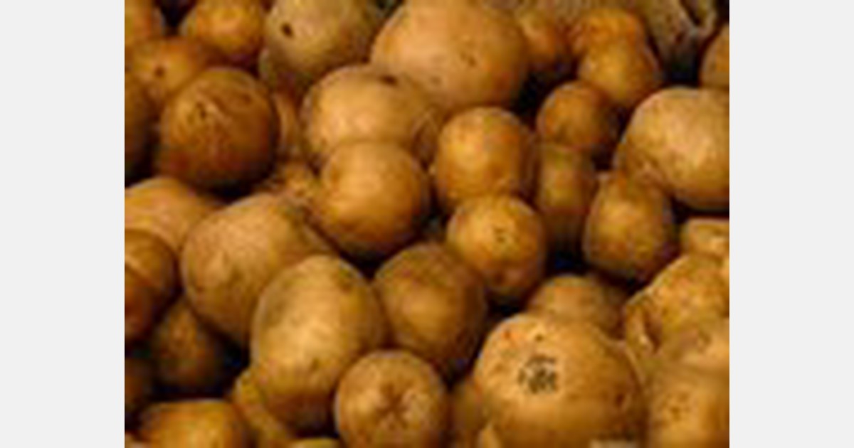 Potato prices worry traders and cold store owners in India