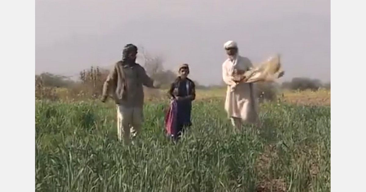 Locust swarm descended on Pakistan's Punjab province