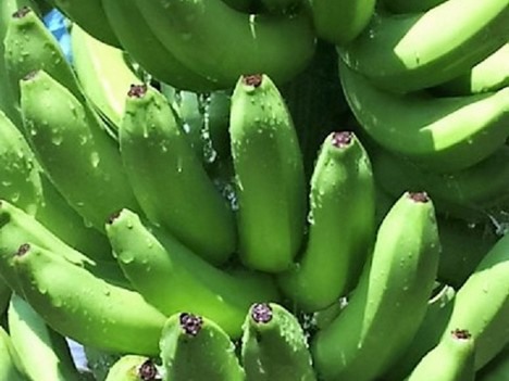 March brings more banana volume