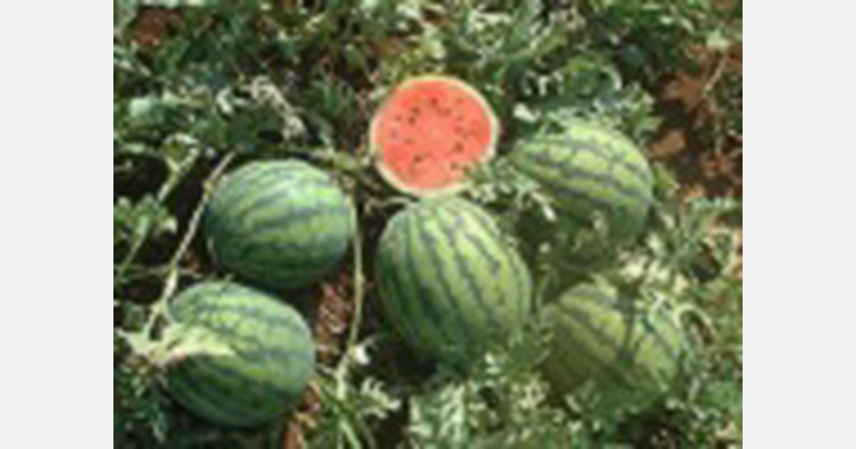 intercropping watermelons