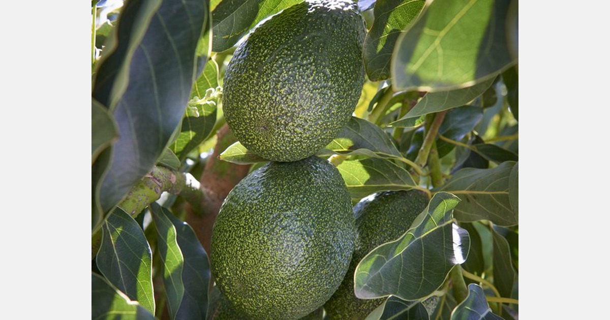 2020 season for new GEM avocado variety will kick off in April