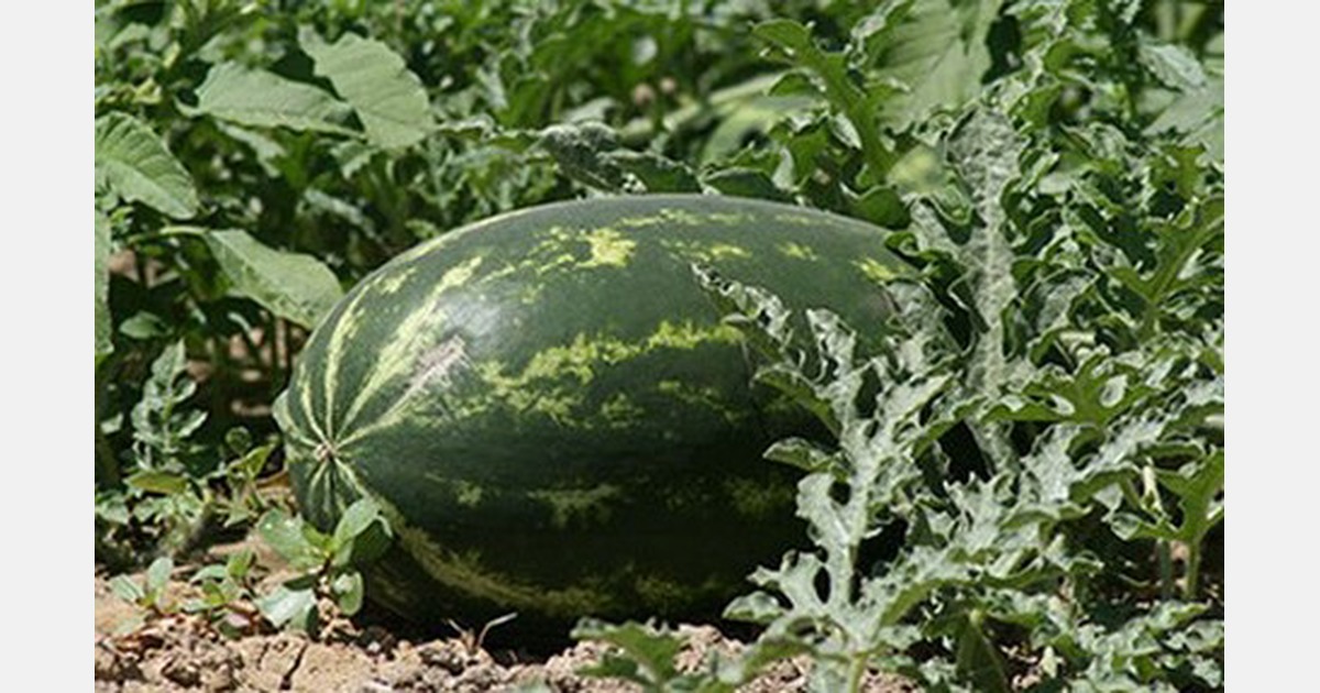 Extremely tight supplies of watermelons in North America