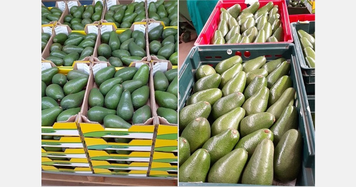 Avo season kicks off in a wet Levubu