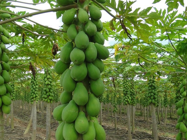 Brazilian papayas enjoy steady demand in US market