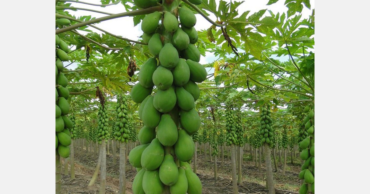 Brazilian papayas enjoy steady demand in US market