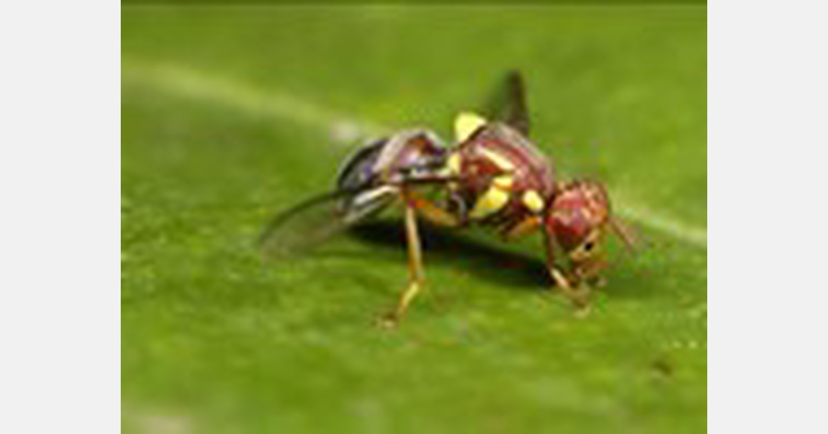 Goulburn Murray Valley Fruit Fly project: Area-wide fruit fly management