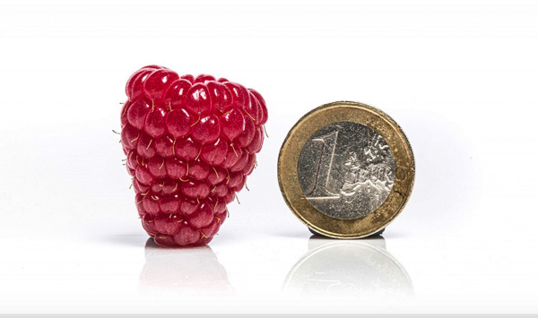 Newly released primocane raspberry RBC16P4 plant to be available ...