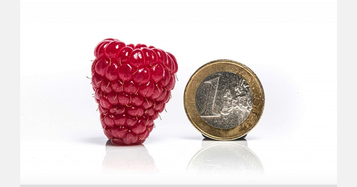 Newly released primocane raspberry RBC16P4 plant to be available ...