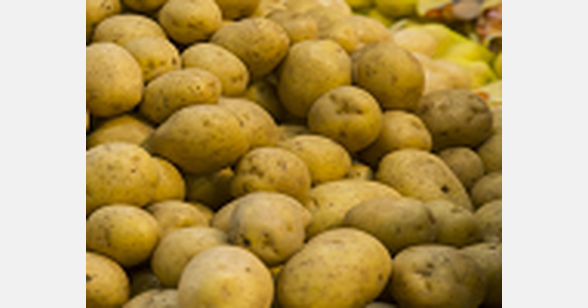 Potato acreage in Romania halved between 2013 and 2019