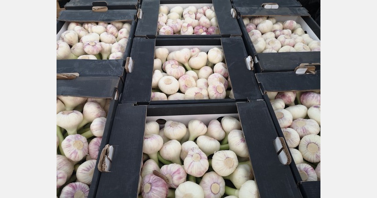 Demand for Egyptian garlic increasing