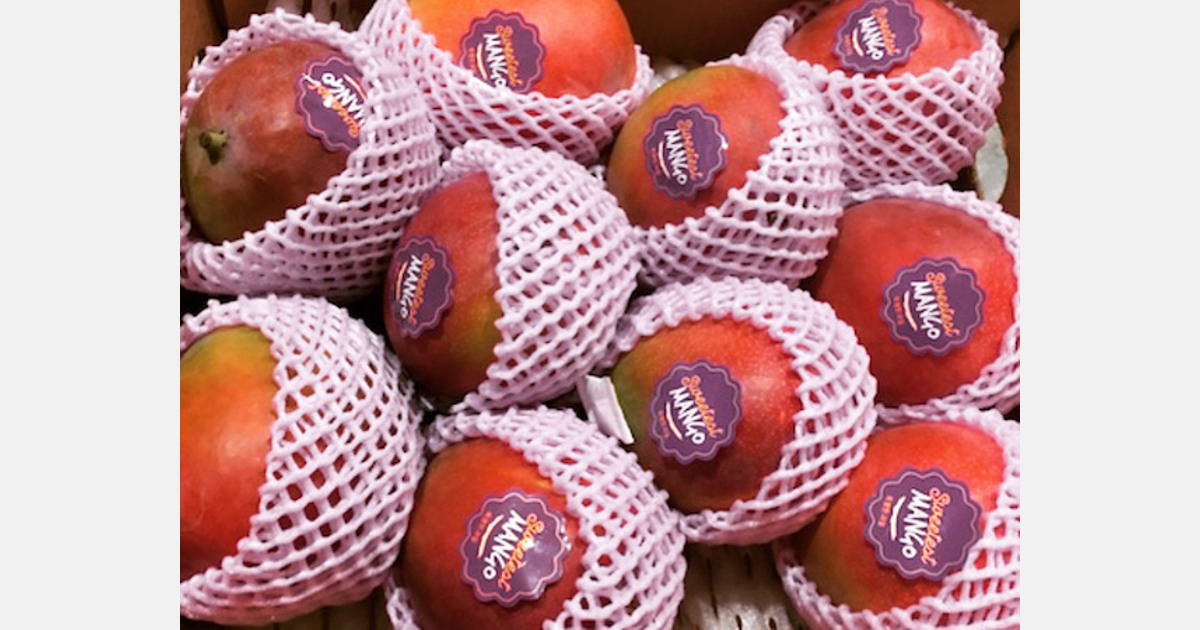 “Volumes of Peruvian mangos exported to South Korea have doubled this ...