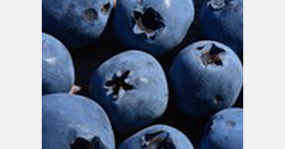 U.S. Highbush Blueberry Council presents a strategic refresh