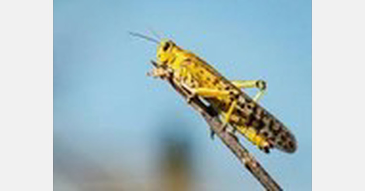 Desert locusts continue invading Uganda