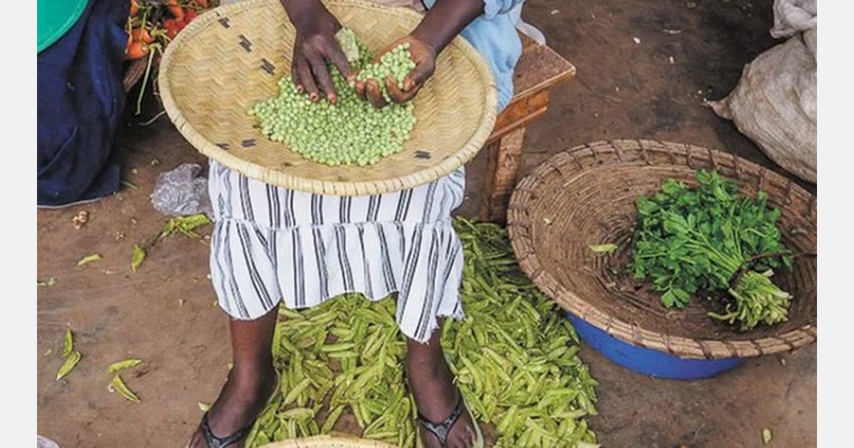 Rwandan vegetable farmers want to make milk from peas