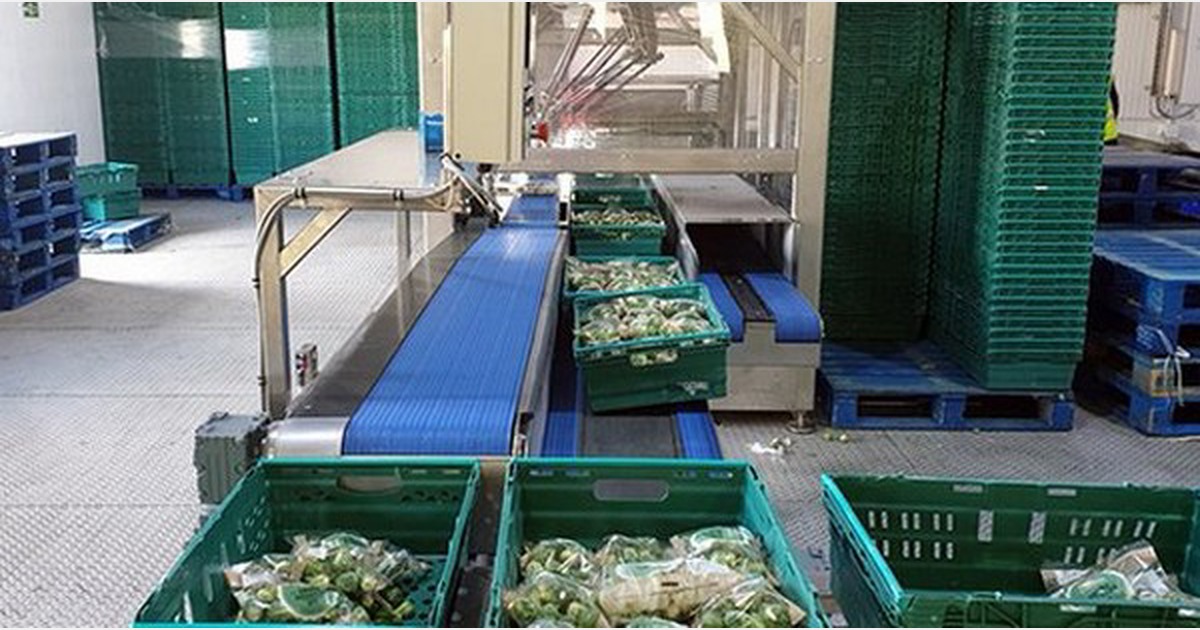 New sprout packing line installed at Drysdales