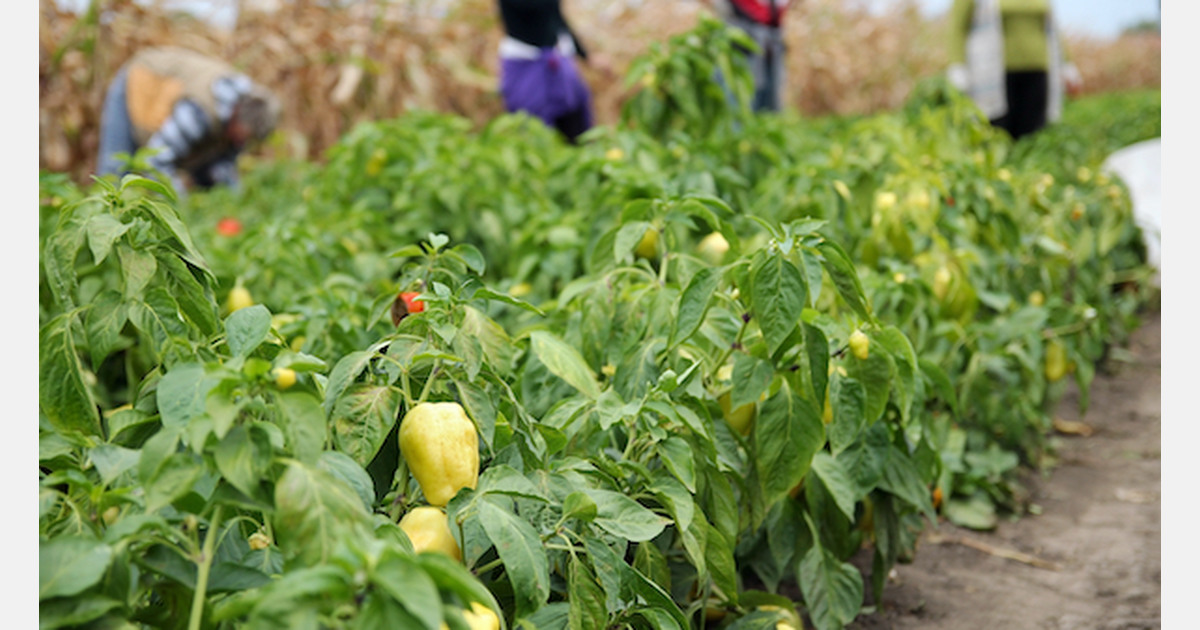 USDA announces prioritization for H-2A or H-2B workers entering US