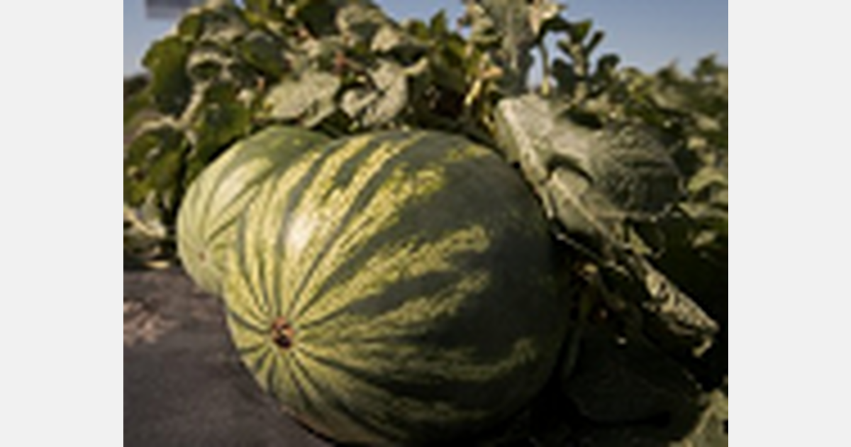 Robo snack could be an opportunity for Nigerian watermelon industry