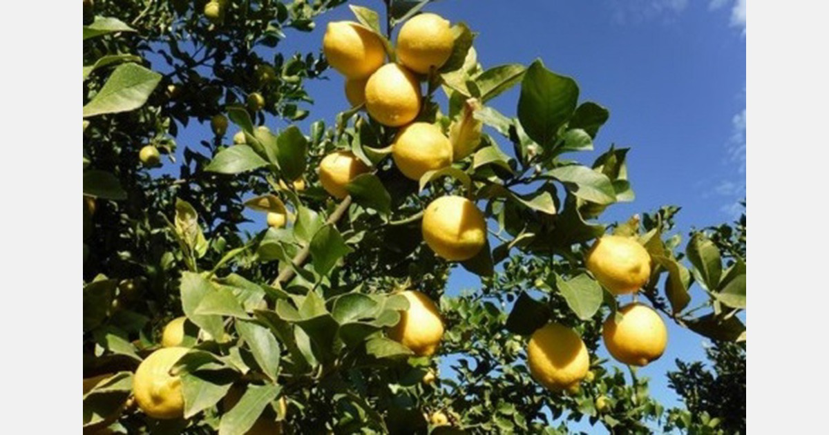 Early South African lemon exports double