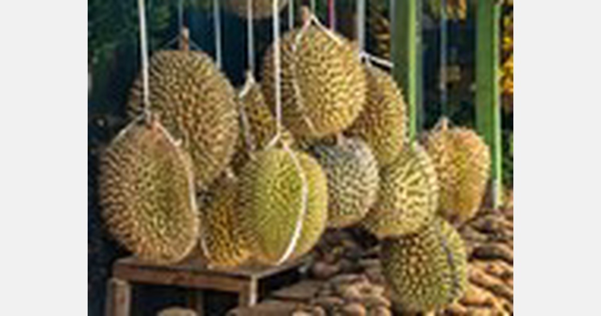 Challenging season for Malaysian durian farmers