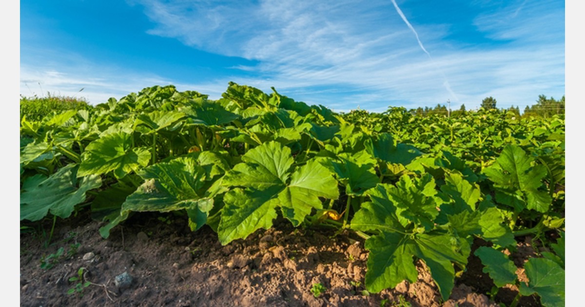 Florida growers leave behind unharvested crops