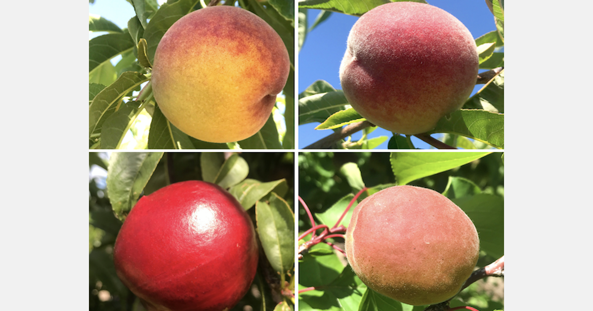 California stone fruit harvests to begin this week in Kettleman region
