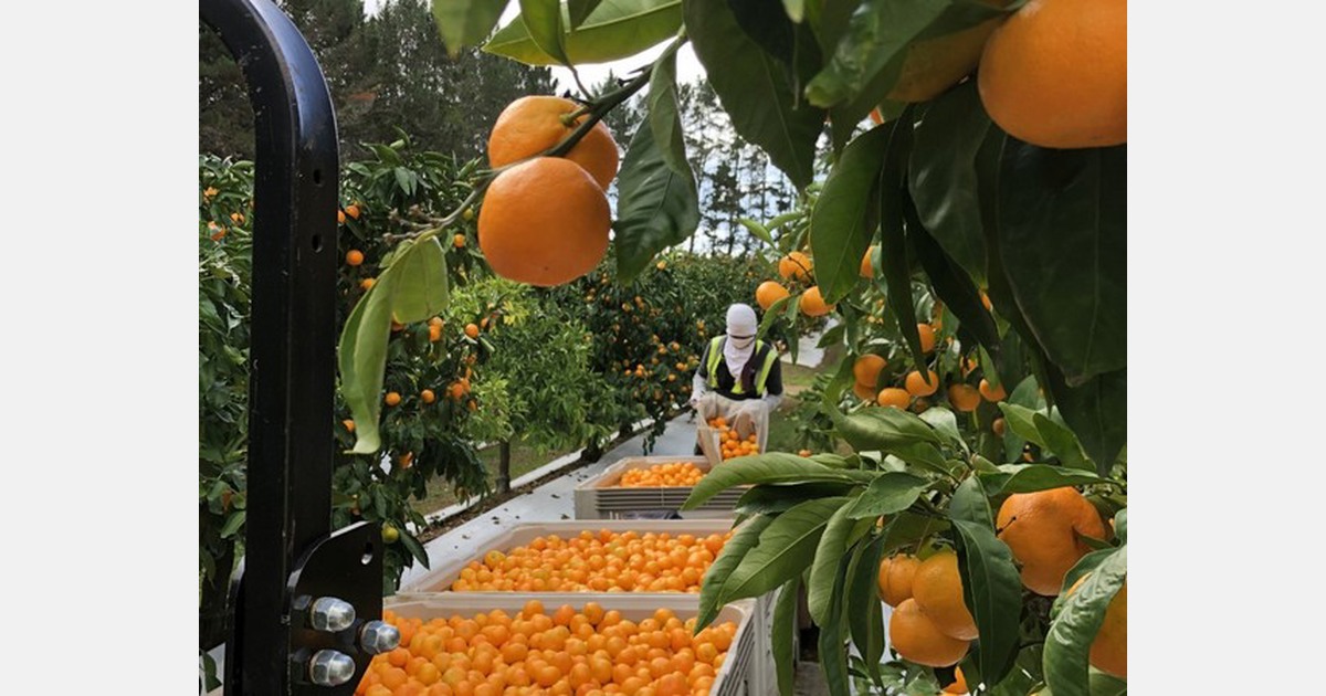 ‘Sweet as’ mandarin harvest underway
