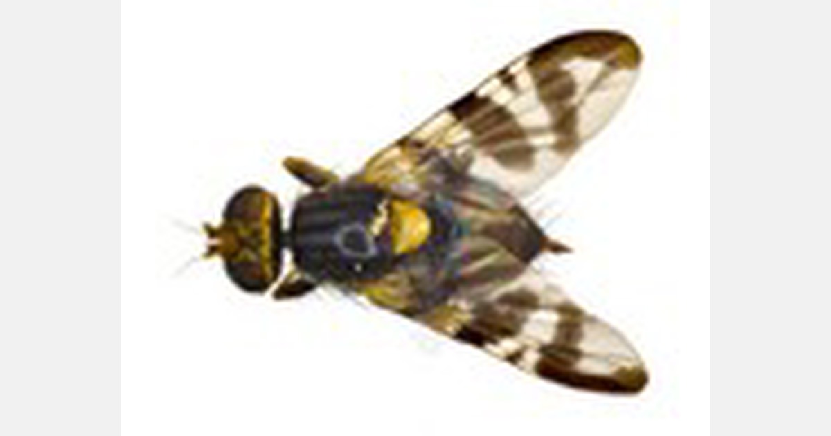 Kenya: Mango farmer manages to curb fruit flies with traps