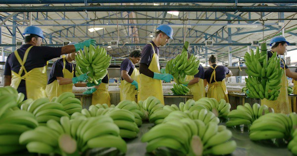 Banana company shares recent ‘No Banana Wasted’ initiatives ahead of ...