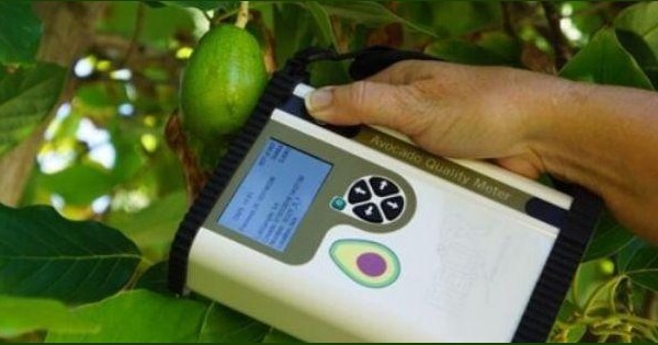 Can near-infrared analysis replace traditional methods of dry matter ...