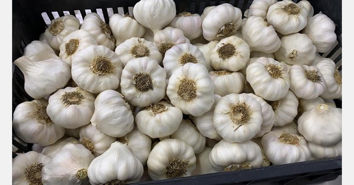High demand for Egyptian garlic